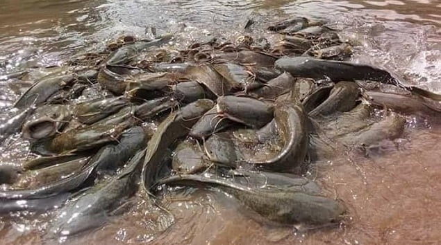 Bobo-Dioulasso : Plus de 200 silures sacrés retrouvés morts dans le ...